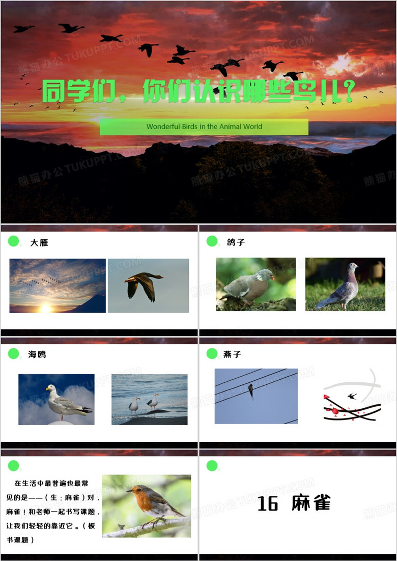 简约鸟类介绍PPT模板下载 熊猫办公