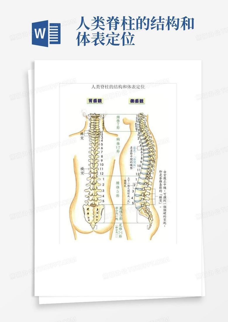 人类脊柱的结构和体表定位Word模板下载 编号laadanem 熊猫办公