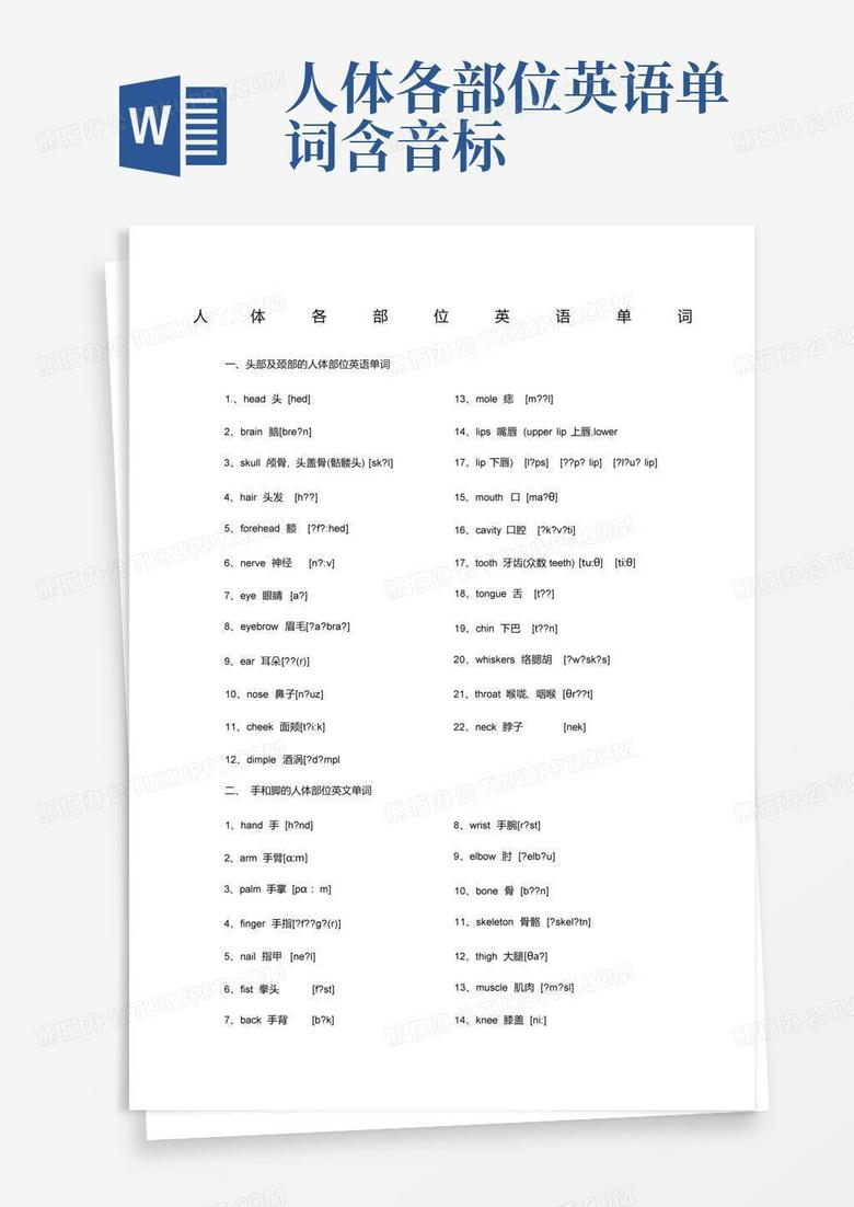 人体各部位英语单词含音标Word模板下载 编号qzxkxomn 熊猫办公