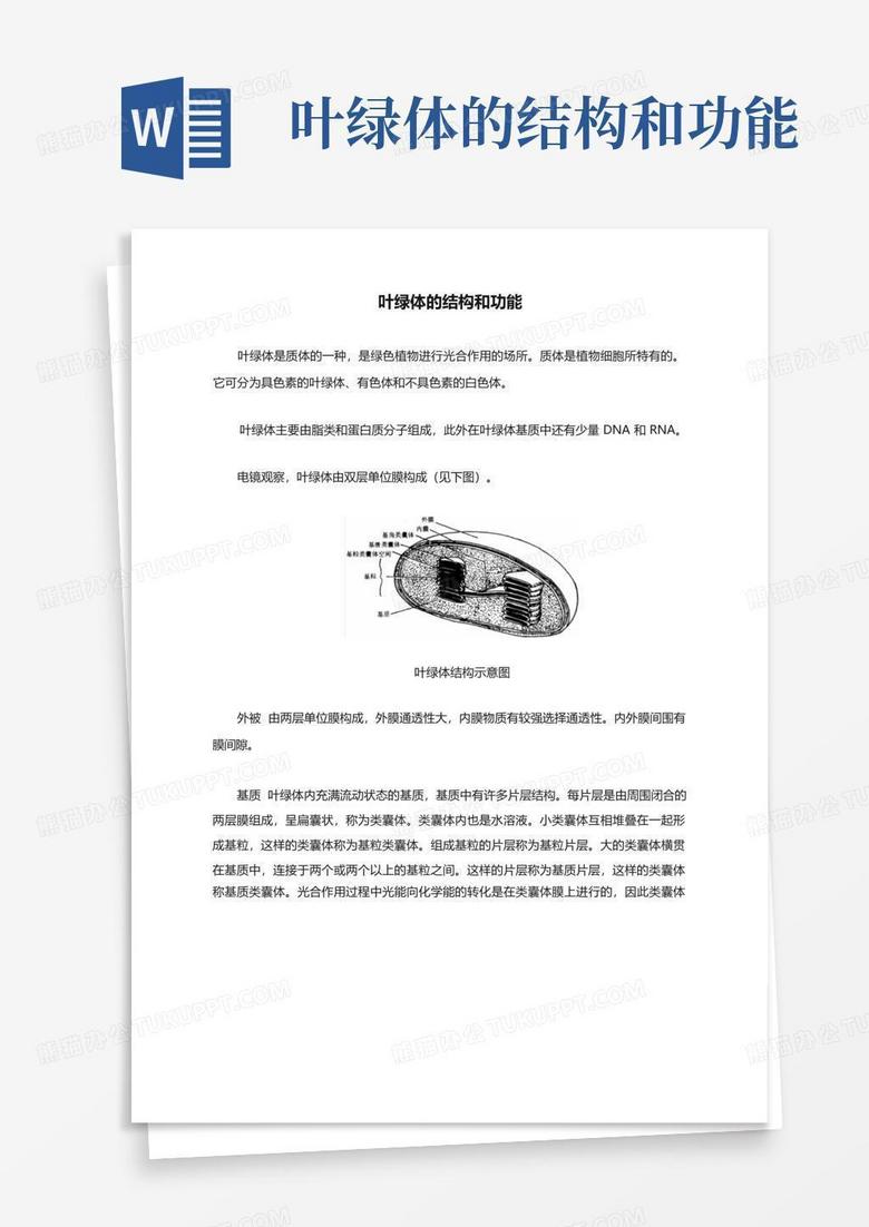 叶绿体的结构和功能Word模板下载 编号qgexxjwb 熊猫办公