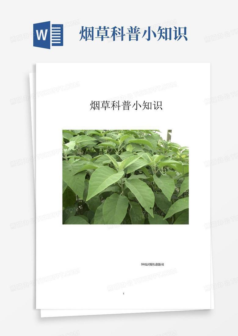 烟草科普小知识Word模板下载 编号qzydopmk 熊猫办公
