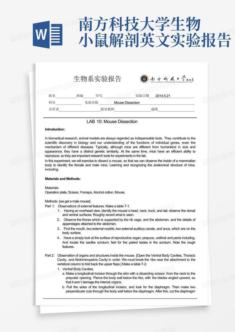 南方科技大学生物小鼠解剖英文实验报告Word模板下载 编号lnnkxnbw 熊猫办公
