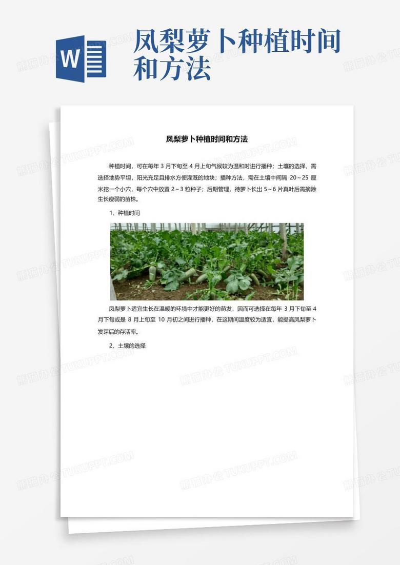 凤梨萝卜种植时间和方法Word模板下载 编号lporgpmk 熊猫办公