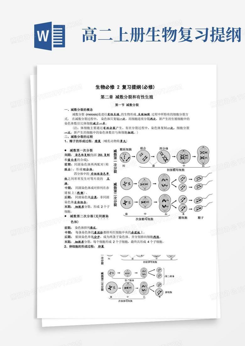 高中生物必修2复习提纲 必修 Word模板下载 熊猫办公