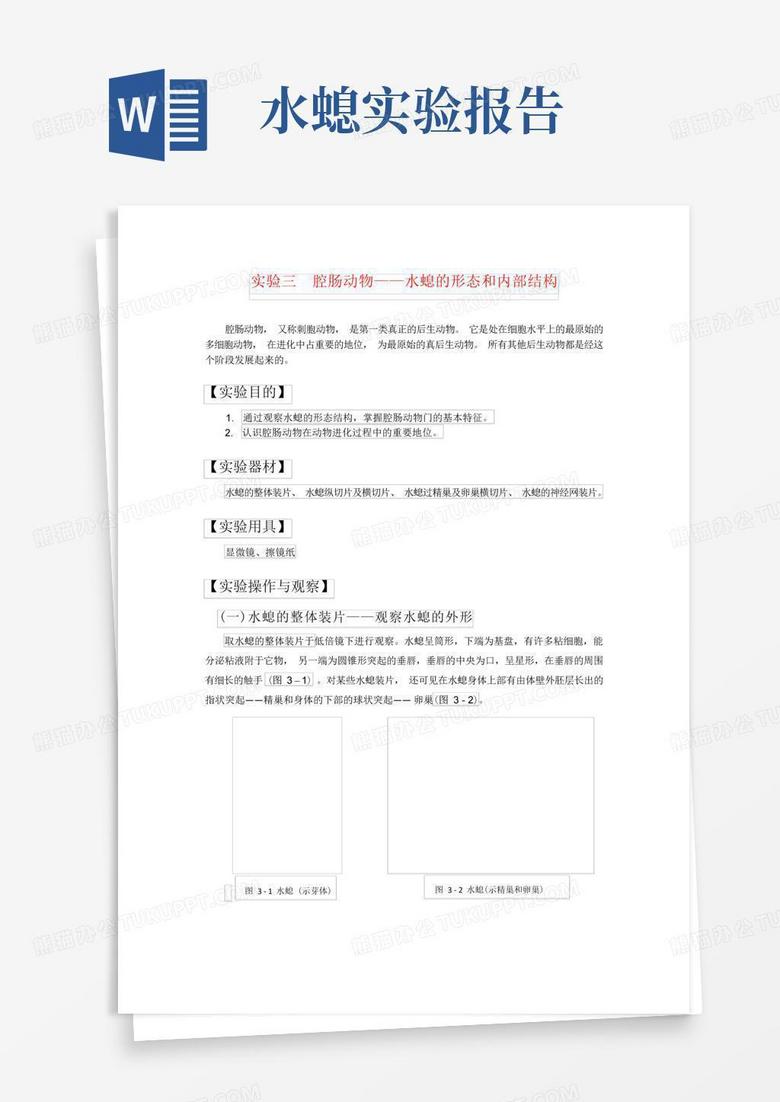 动物学实验实验三腔肠动物水螅的形态和内部结构讲义Word模板下载 编号lyaeygow 熊猫办公