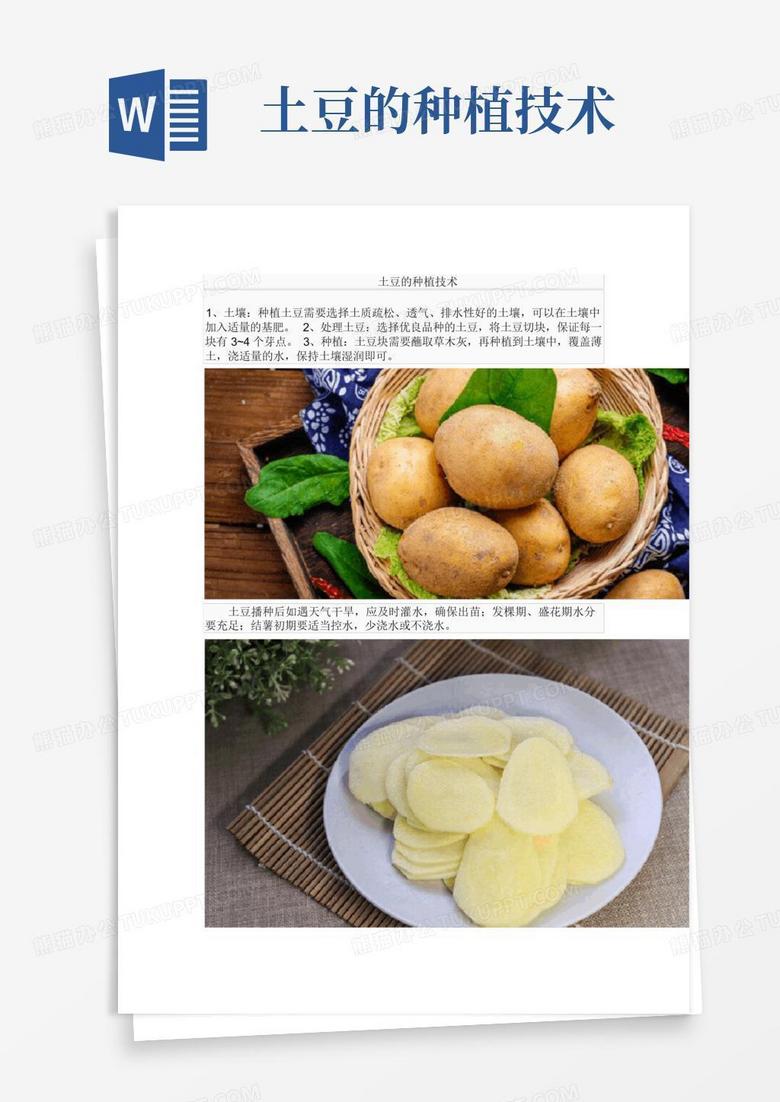 土豆的种植技术Word模板下载 编号lrprkykz 熊猫办公