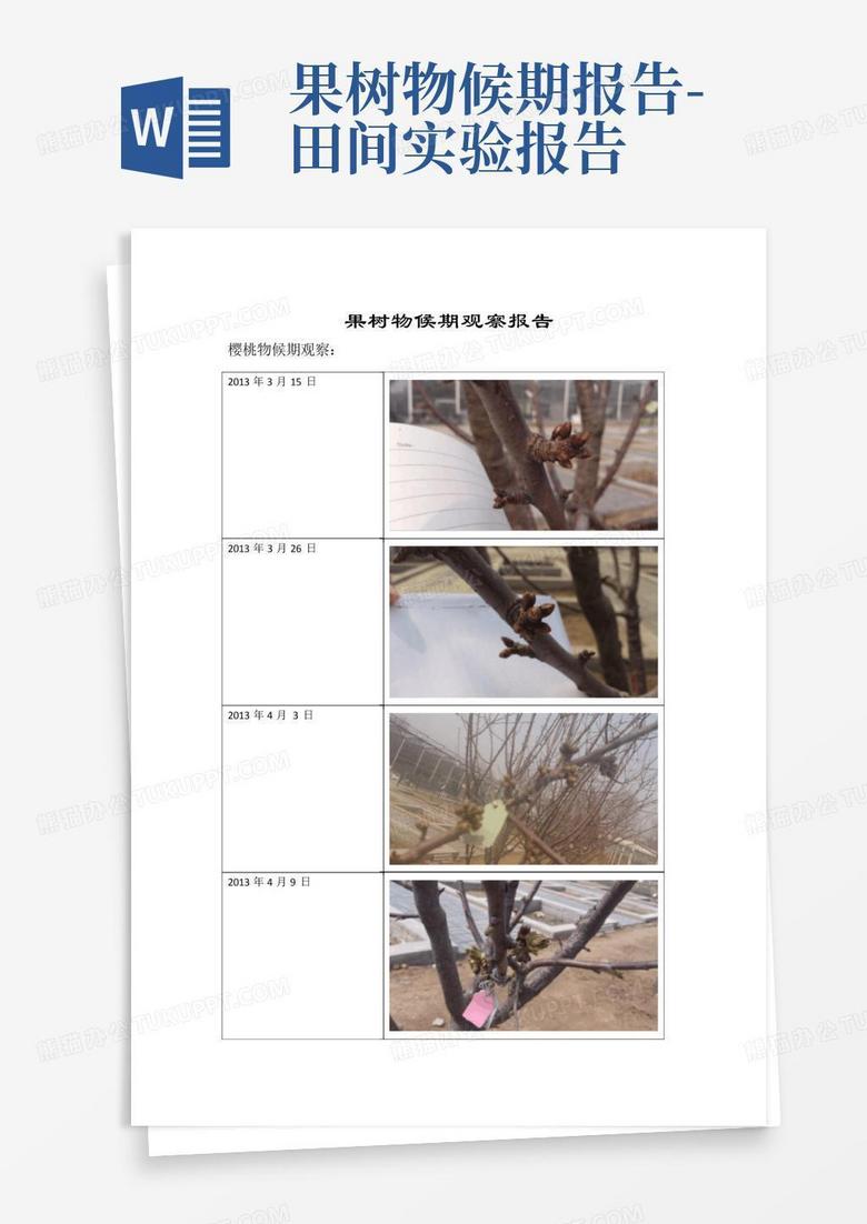 果树物候期报告 田间实验报告Word模板下载 编号laknemox 熊猫办公