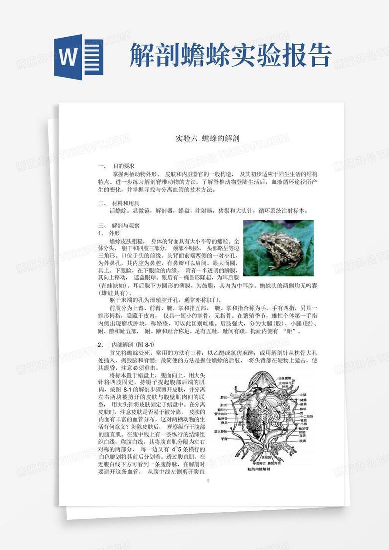 实验蟾蜍的解剖Word模板下载 编号lzrkvvrr 熊猫办公