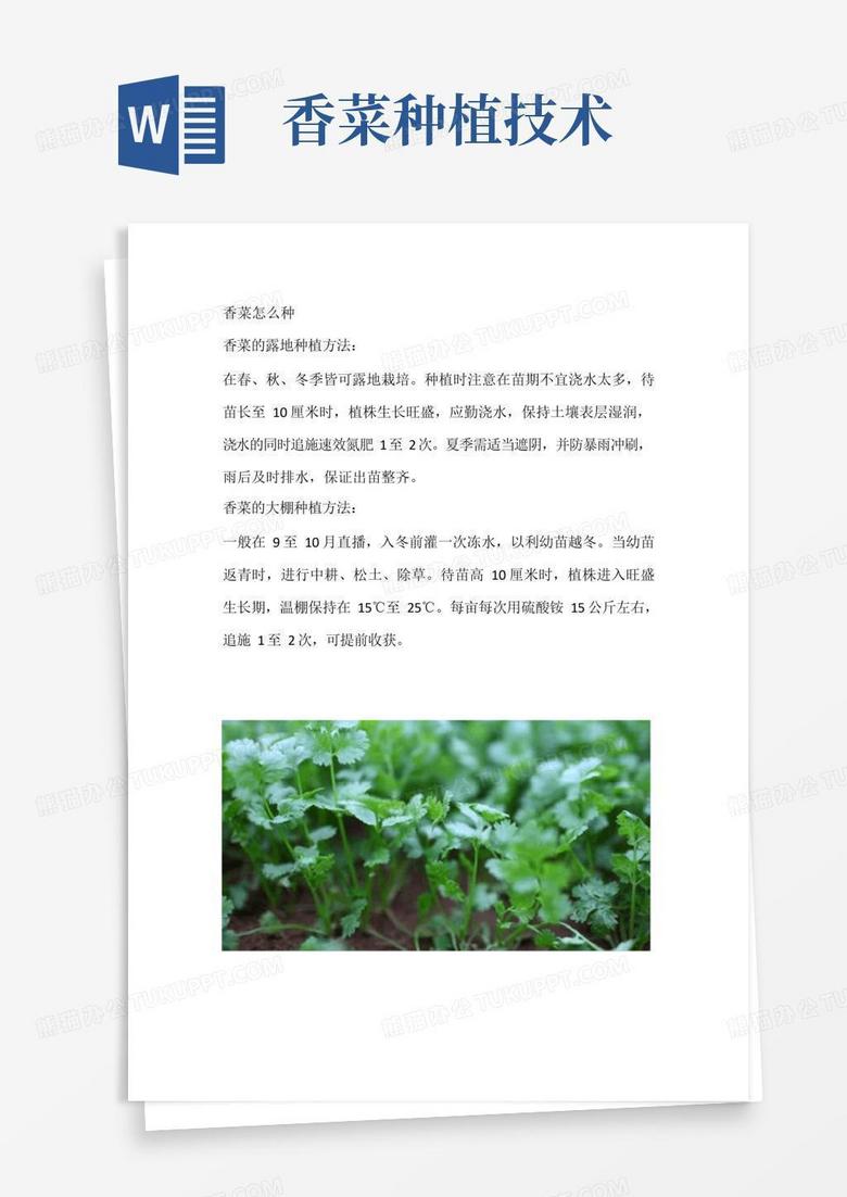香菜种植技术 Word模板下载 编号lknxozpg 熊猫办公