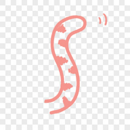 尾巴图片_尾巴素材_尾巴PNG大全下载_熊猫办公