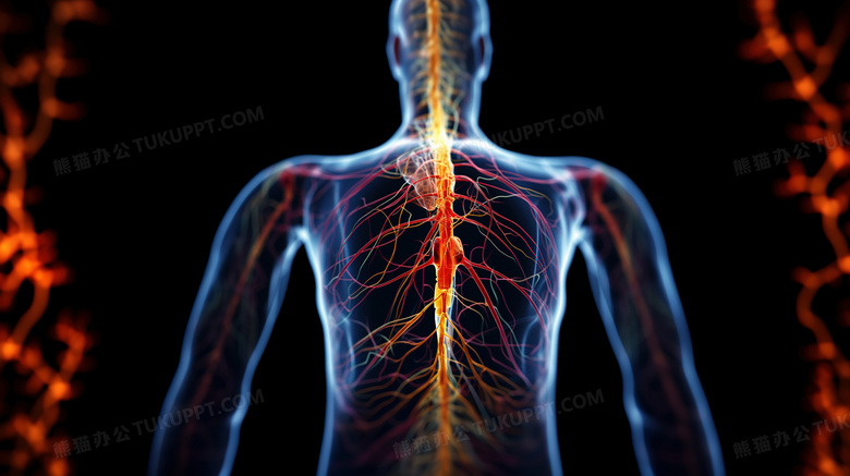 人体神经系统传递透视图插画图片素材下载_jpg格式_熊猫办公