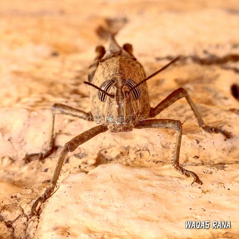 #grashopperjpg格式图片下载_熊猫办公