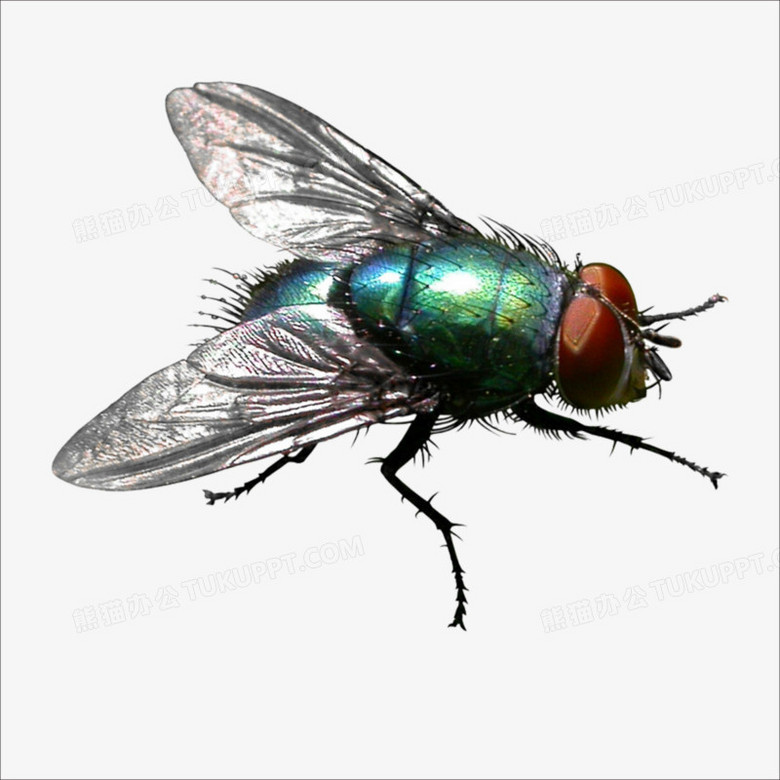 苍蝇PNG图片素材下载_苍蝇PNG_熊猫办公