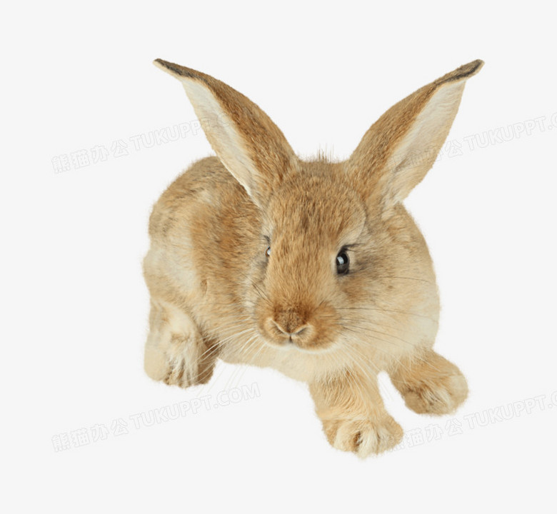 黄色小兔子PNG图片素材下载_黄色兔子PNG_熊猫办公