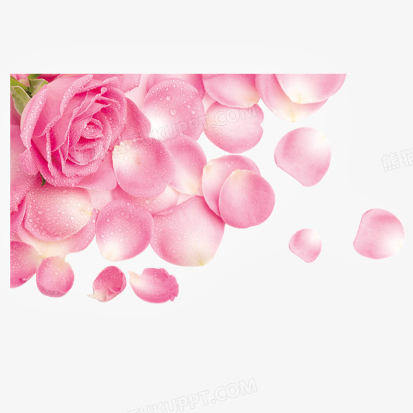 玫瑰PNG图片素材下载_玫瑰PNG_熊猫办公