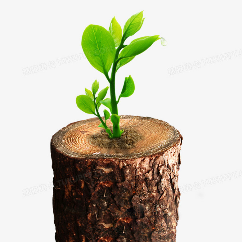 树干发芽免抠PNG图片素材下载_素材PNG_熊猫办公