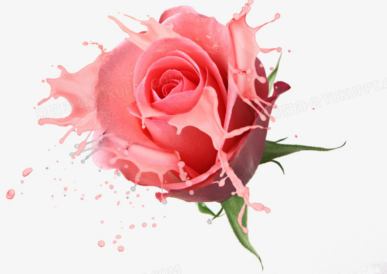 玫瑰PNG图片素材下载_玫瑰PNG_熊猫办公