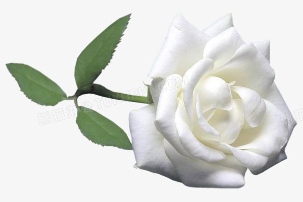 玫瑰PNG图片素材下载_玫瑰PNG_熊猫办公
