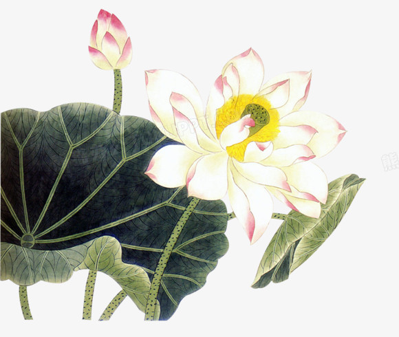 莲花PNG图片素材下载_莲花PNG_熊猫办公