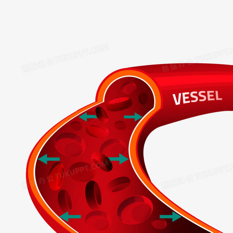 卡通血管PNG图片素材下载_血管卡通PNG_熊猫办公