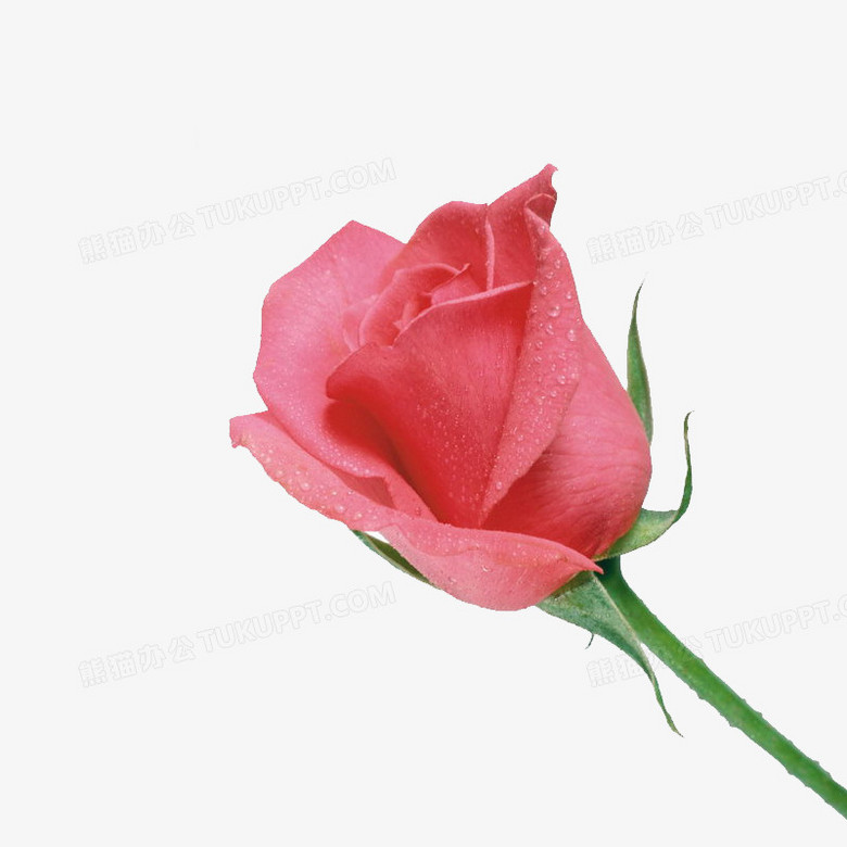 玫瑰PNG图片素材下载_玫瑰PNG_熊猫办公