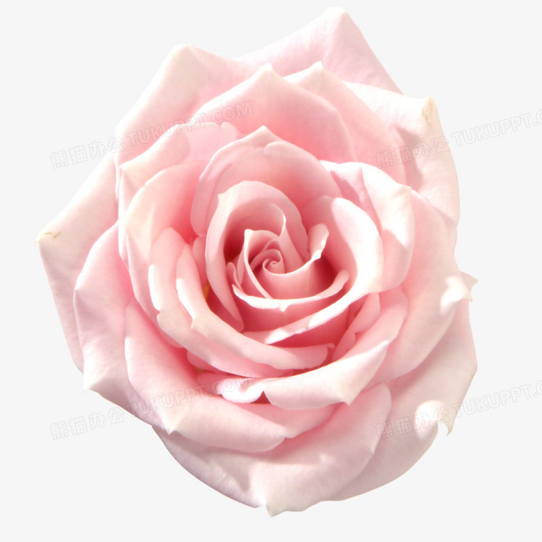 玫瑰PNG图片素材下载_玫瑰PNG_熊猫办公