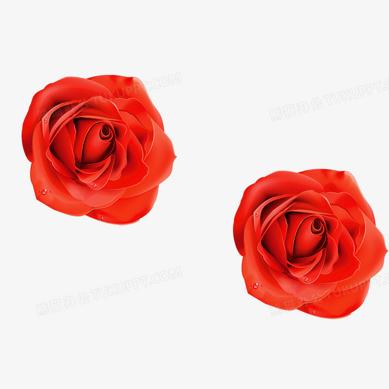 玫瑰PNG图片素材下载_玫瑰PNG_熊猫办公