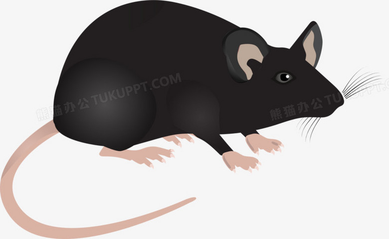 老鼠设计PNG图片素材下载_老鼠PNG_熊猫办公