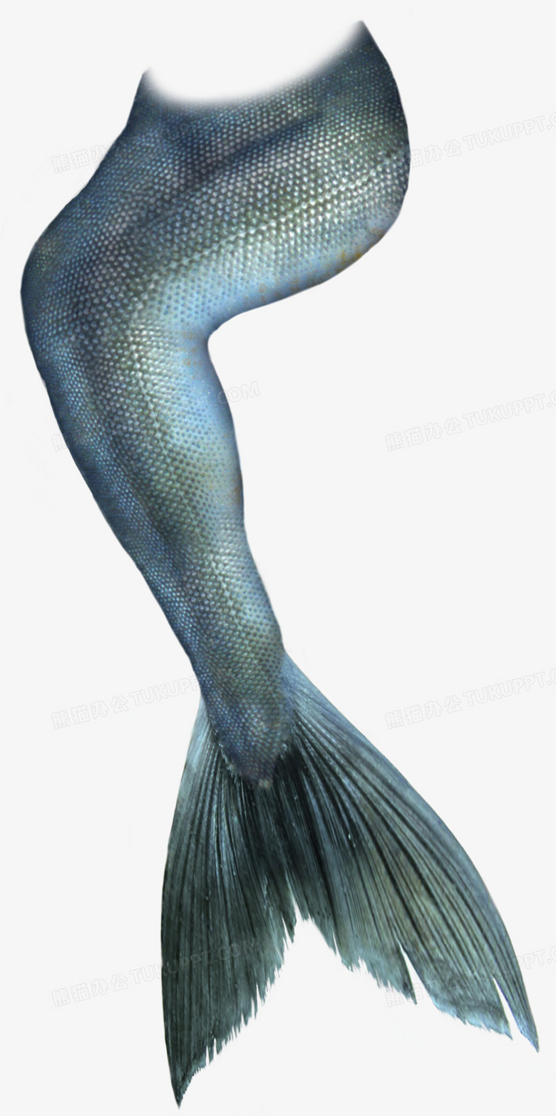 尾巴PNG图片素材下载_尾巴PNG_熊猫办公