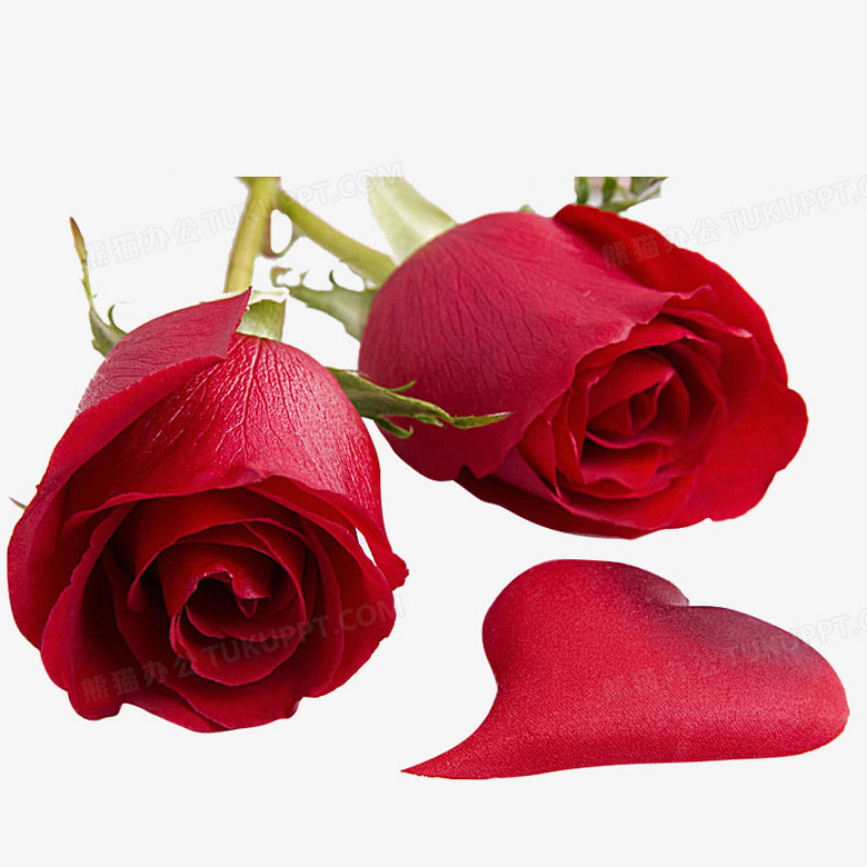 玫瑰PNG图片素材下载_玫瑰PNG_熊猫办公