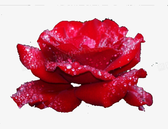 玫瑰PNG图片素材下载_玫瑰PNG_熊猫办公