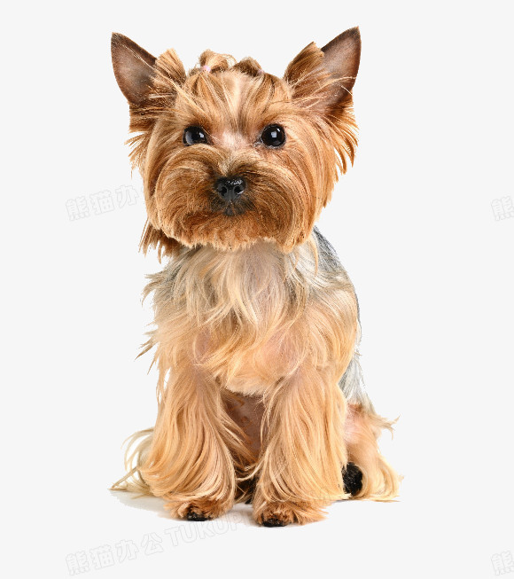 pubbyPNG图片素材下载_动物PNG_熊猫办公