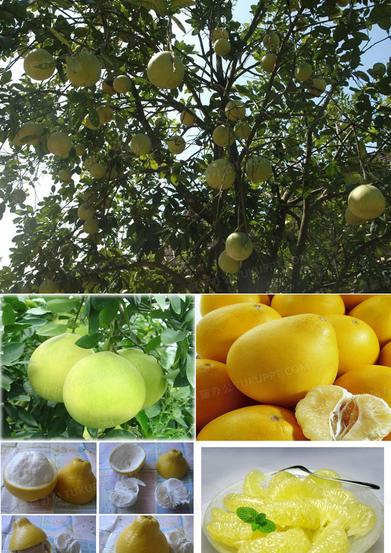 柚子PPT模板下载_编号lzbkavzo_熊猫办公