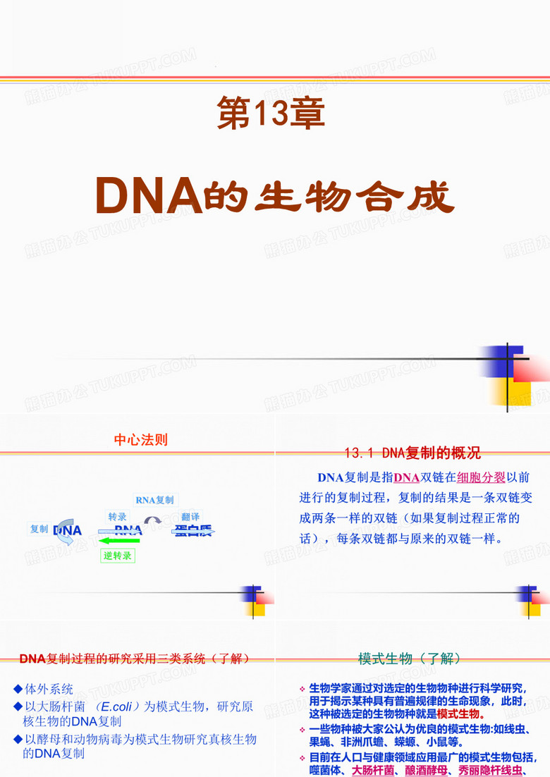 13-dna的生物合成PPT模板下载_编号qbwnmmow_熊猫办公