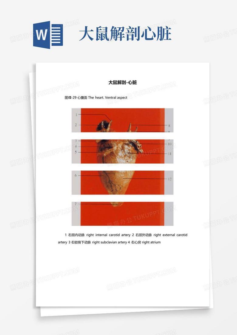 大鼠解剖 心脏word模板下载编号lzymrrgg熊猫办公