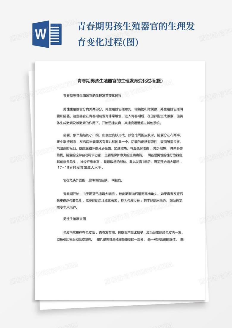 青春期男孩生殖器官的生理发育变化过程图word模板下载编号qzaearjy熊猫办公